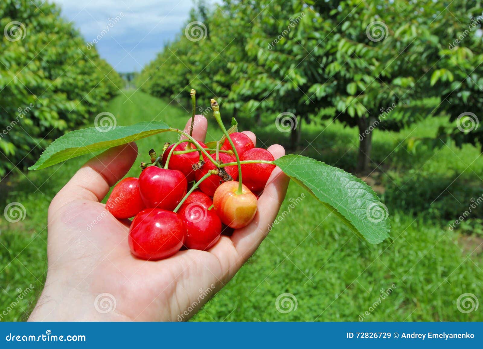 Man Holding Cherries on Hand Stock Image - Image of farmer, leaves ...