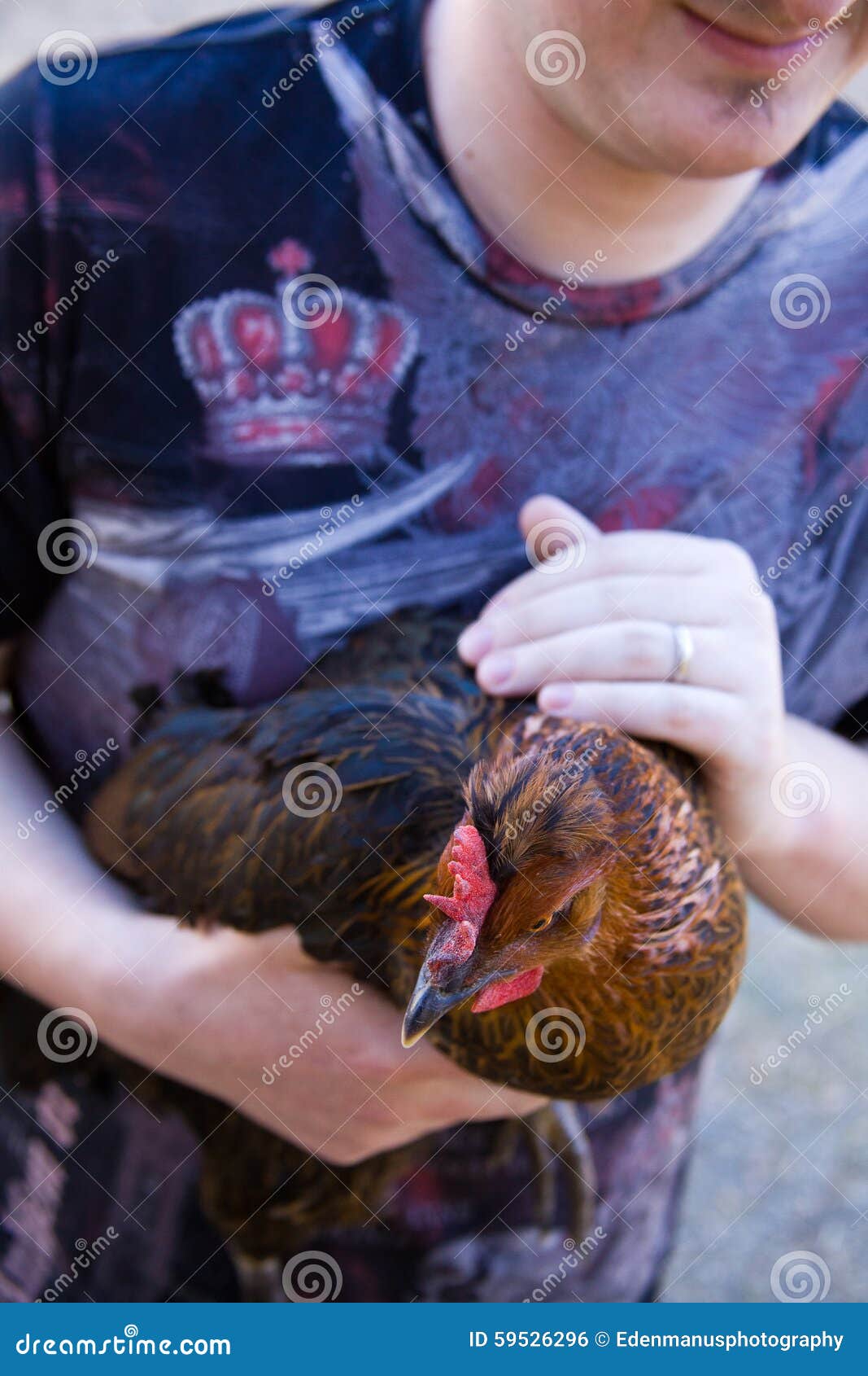 Man Holding a Chicken stock photo. Image of hold, male - 59526296