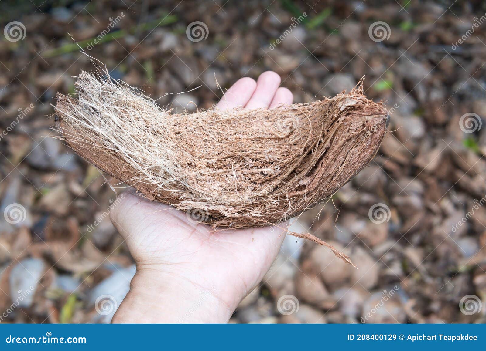 Man holding coconut shell stock image. Image of hand - 208400129