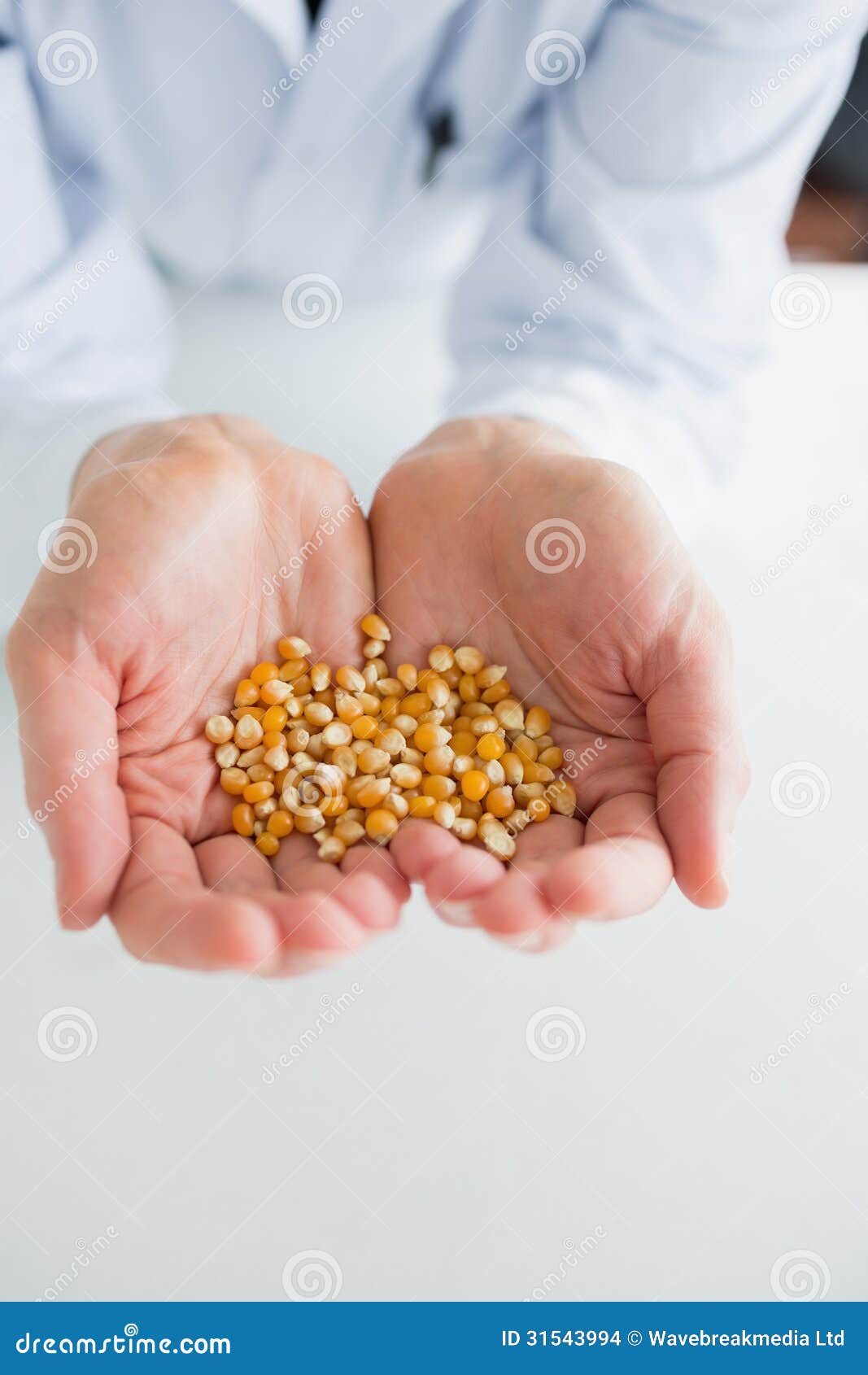 Man Holding Corn Grain in His Hands Stock Photo - Image of woman, hands ...