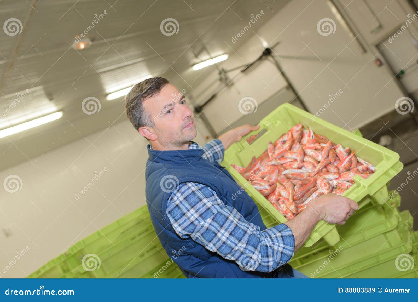 Man Holding Crate Full Fish Stock Image - Image of trade, offshore ...