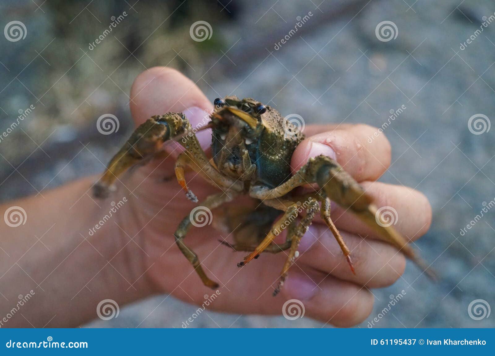 Man Holding Crayfish in the Hands. Stock Image - Image of hands, green ...