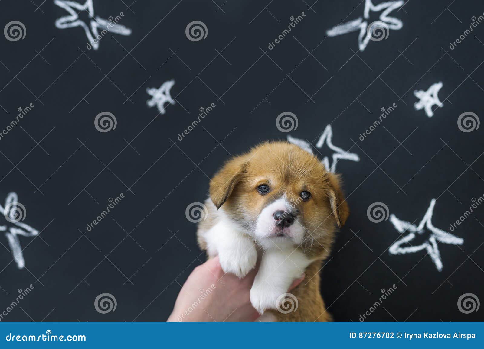 Man Holding Cute Puppy Welsh Corgi in Hands. Stock Photo - Image of ...