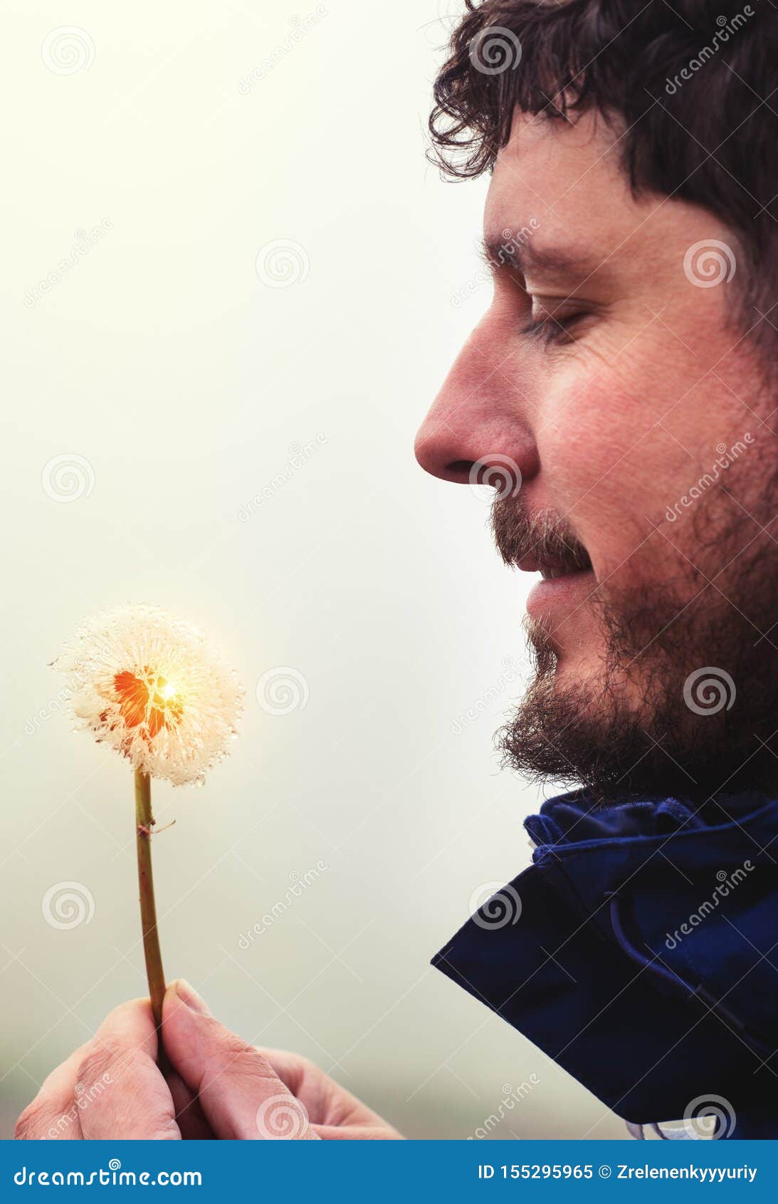 Man Holding Dandelion with Water Drops in the Hands Stock Image - Image ...