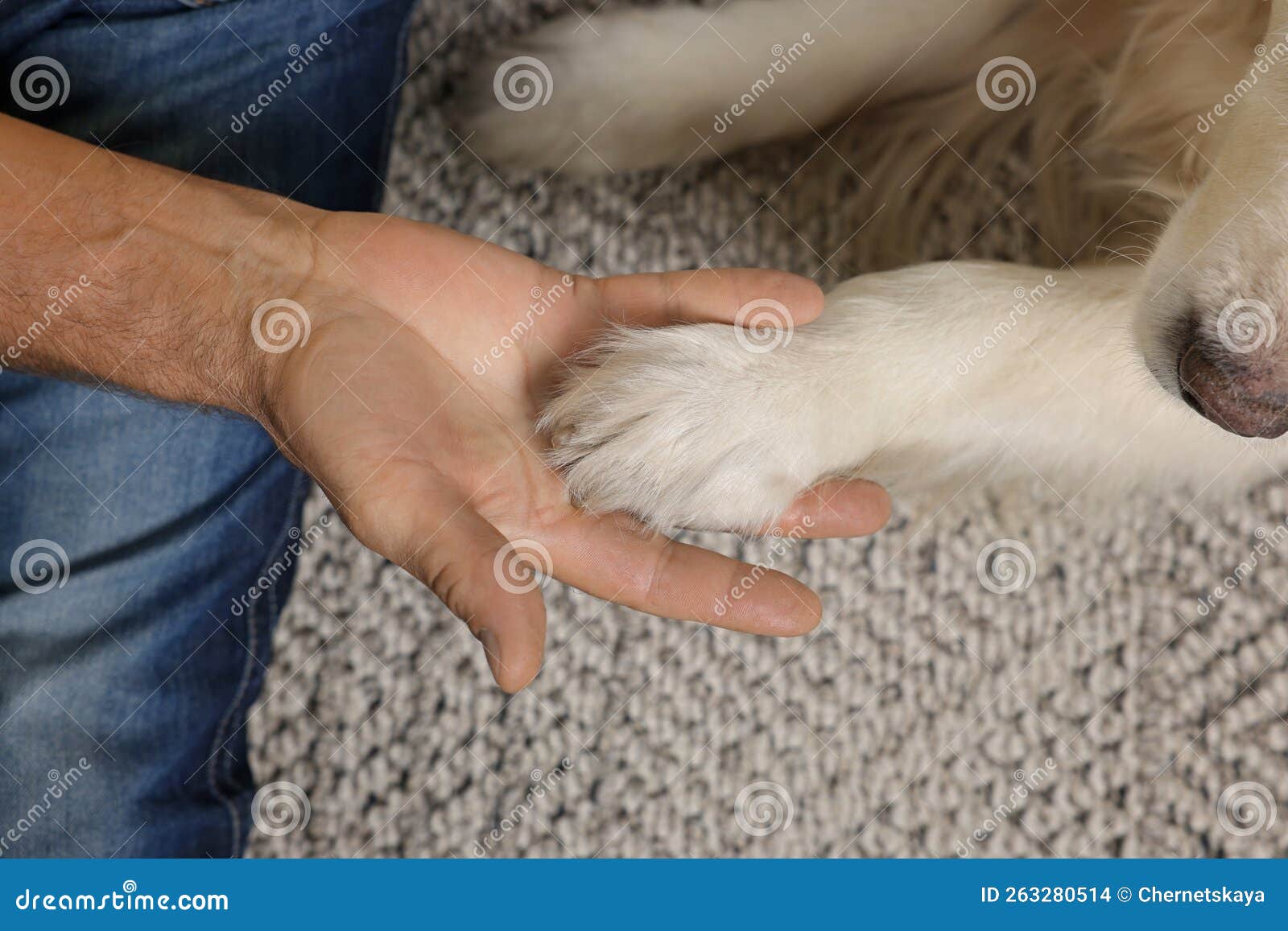 Man Holding Dog`s Paw on Blanket, Top View Stock Photo - Image of ...