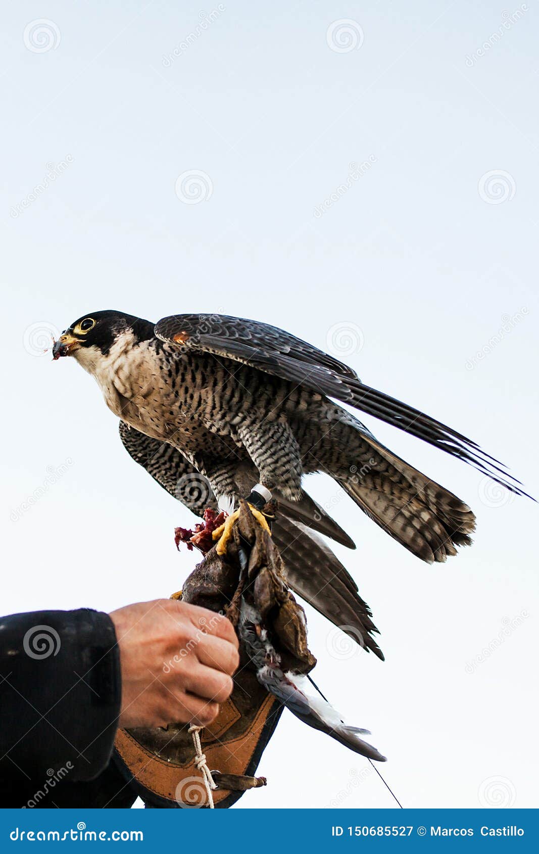 Man Holding a Falcon before Using it To Hunt Birds in a Forest Stock ...