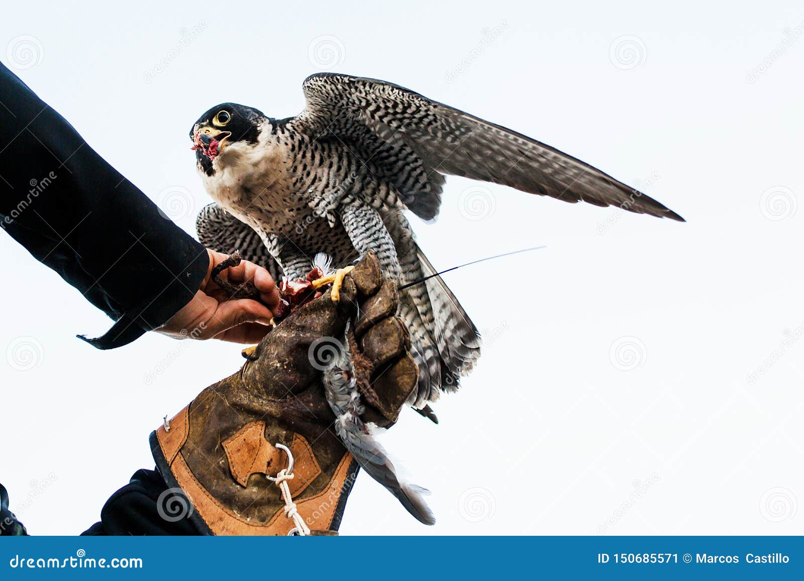 Diving Falcon Silhouette