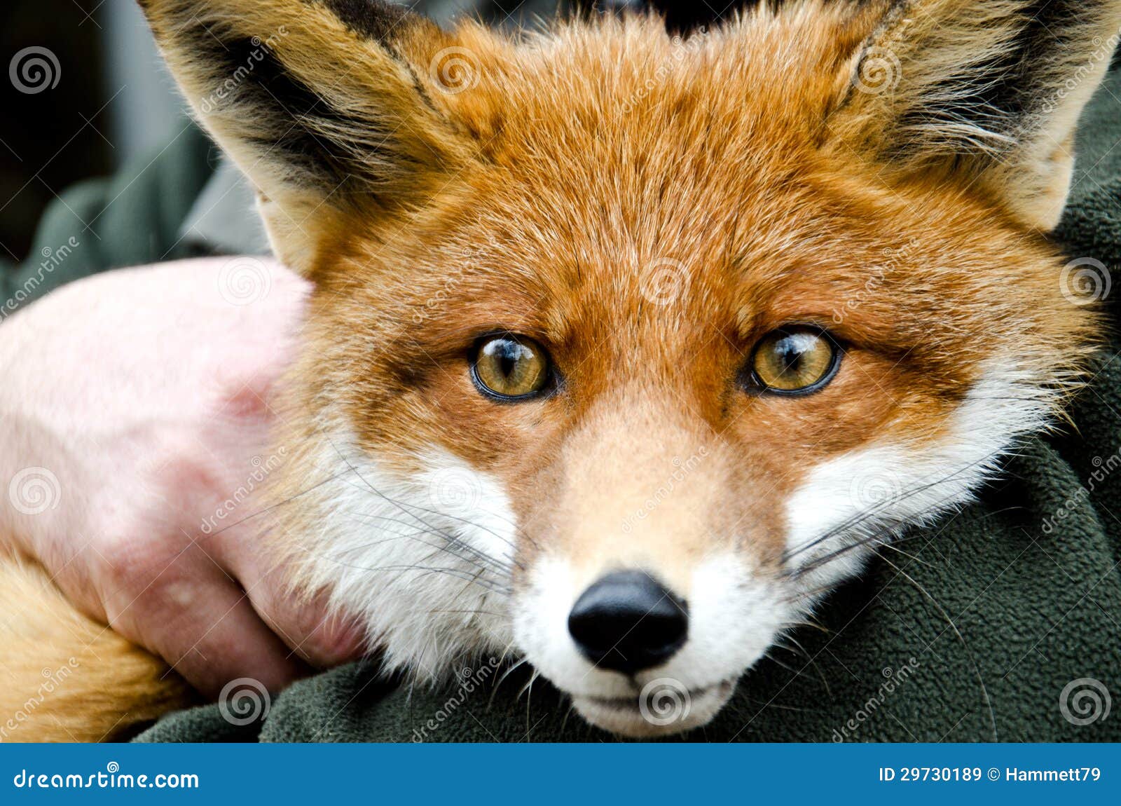 Fox stock image. Image of outdoors, wildlife, animals - 29730189