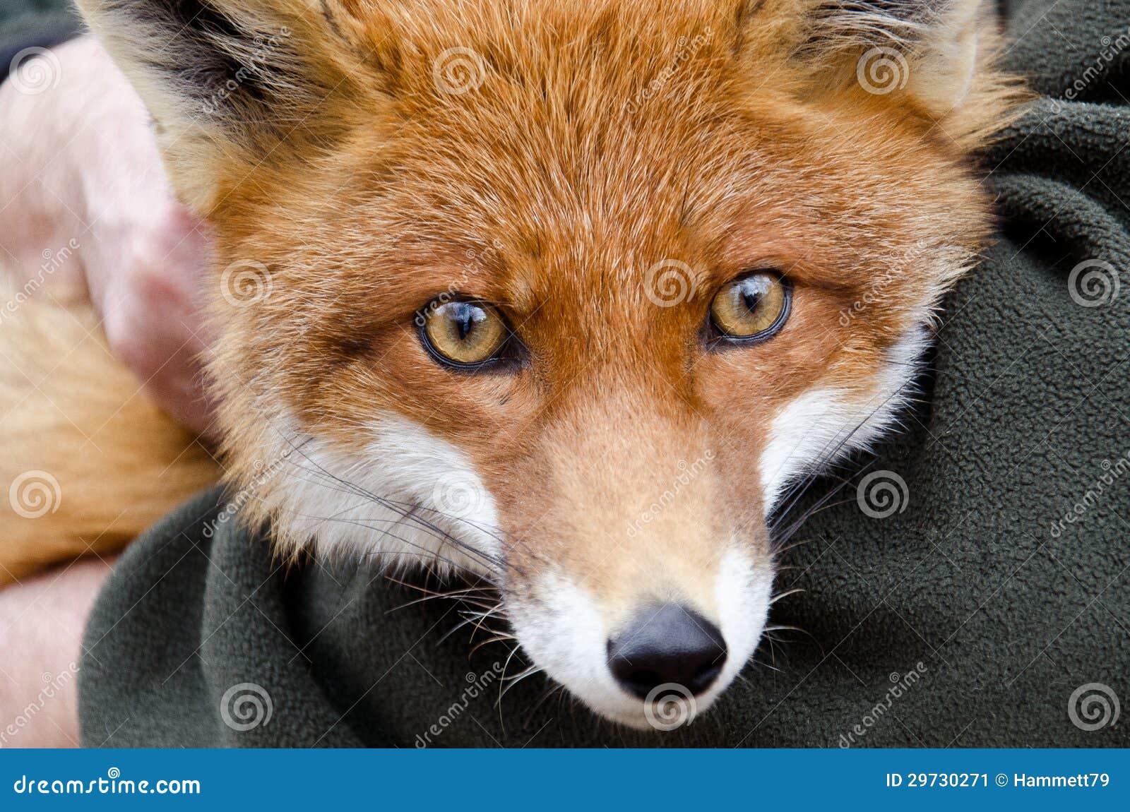 Fox stock image. Image of wild, wildlife, mammal, beauty - 29730271