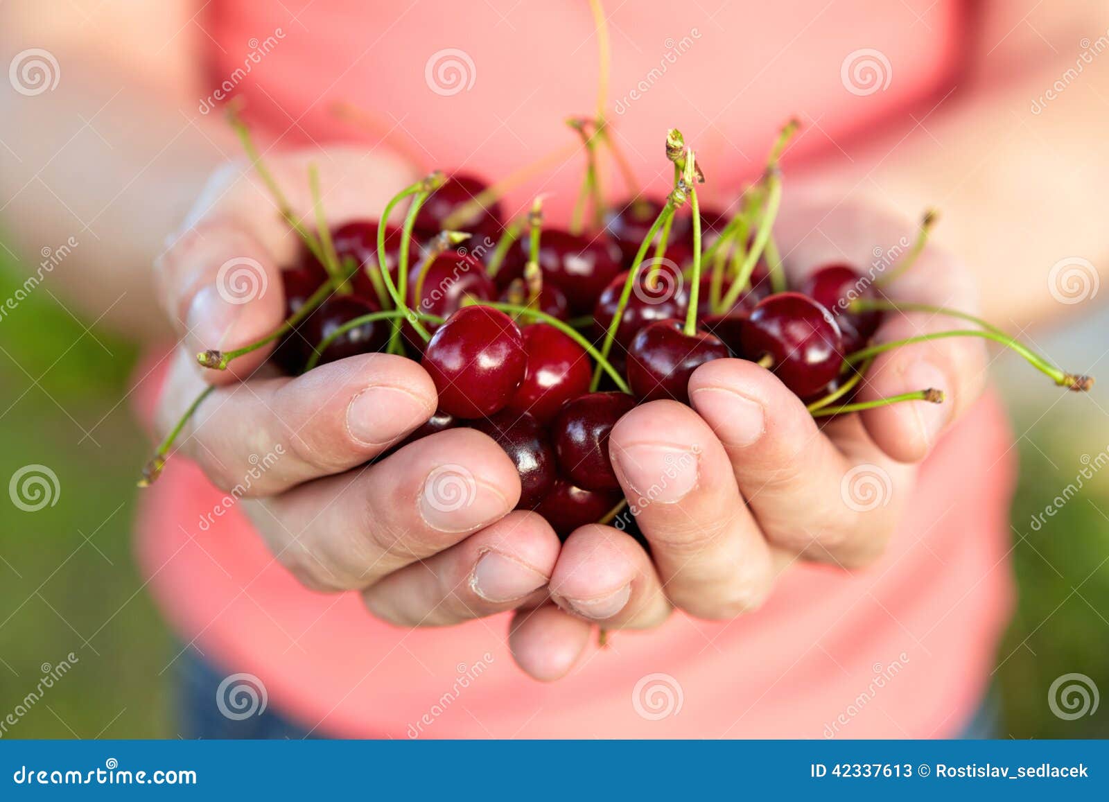 Man holding fresh cherries stock image. Image of diet - 42337613