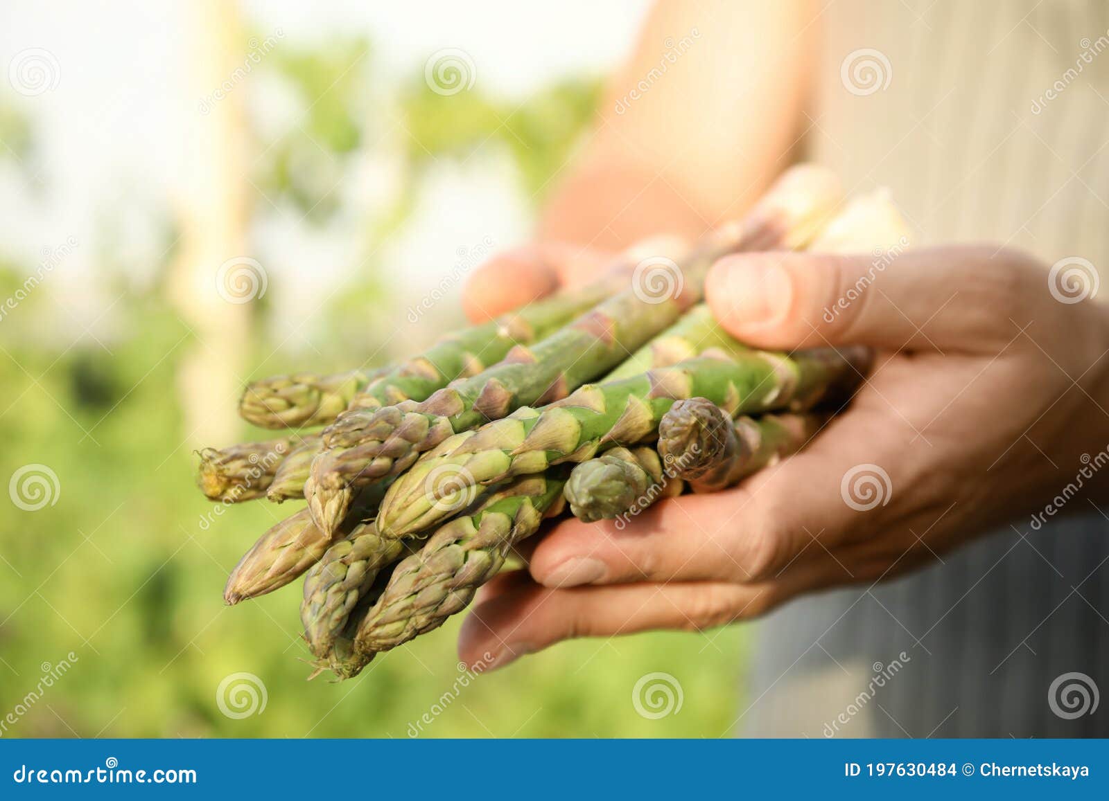 Man Holding Fresh Raw Asparagus Outdoors, Closeup Stock Photo - Image ...
