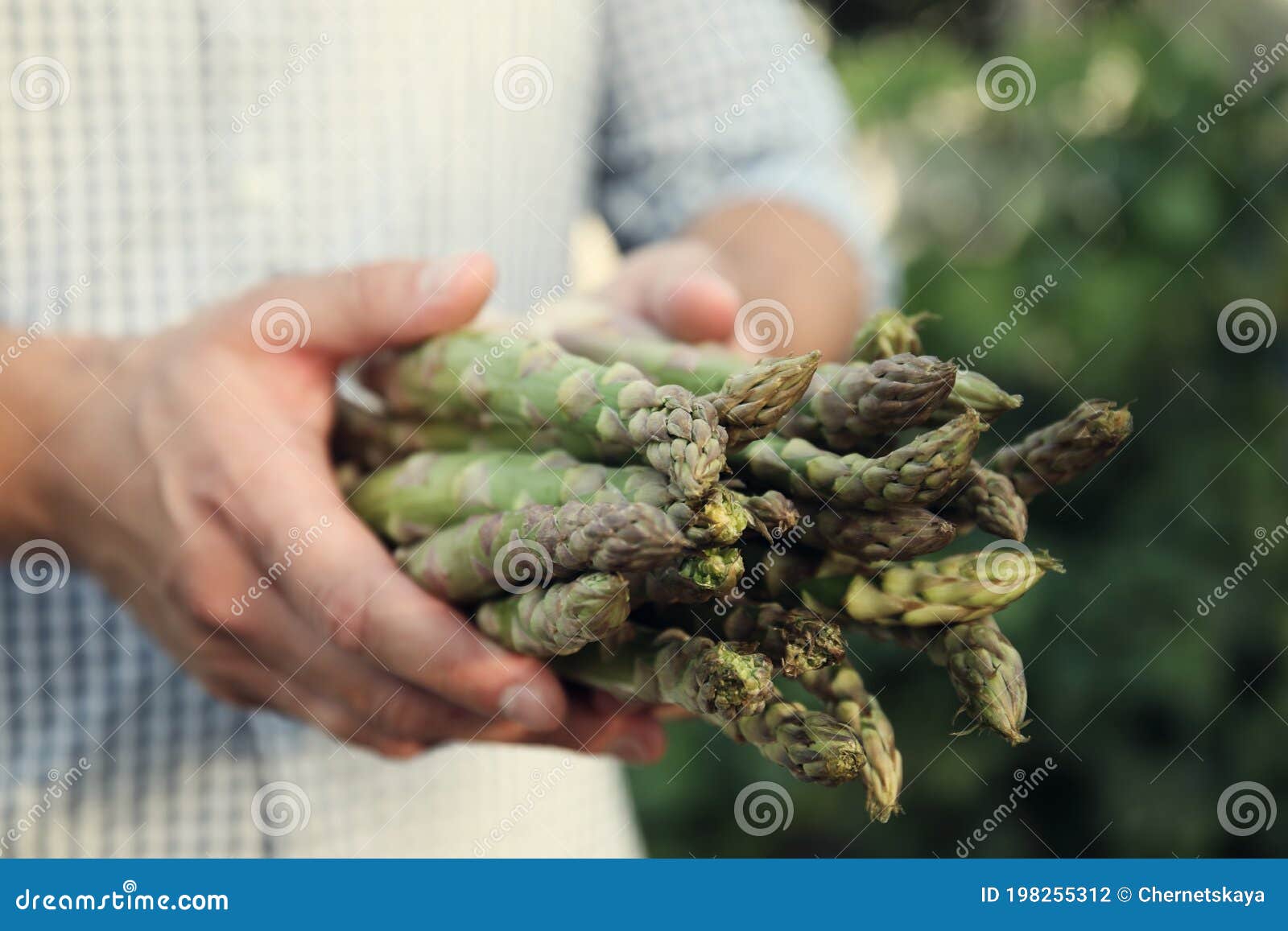 Man Holding Fresh Raw Asparagus Outdoors, Closeup Stock Photo - Image ...