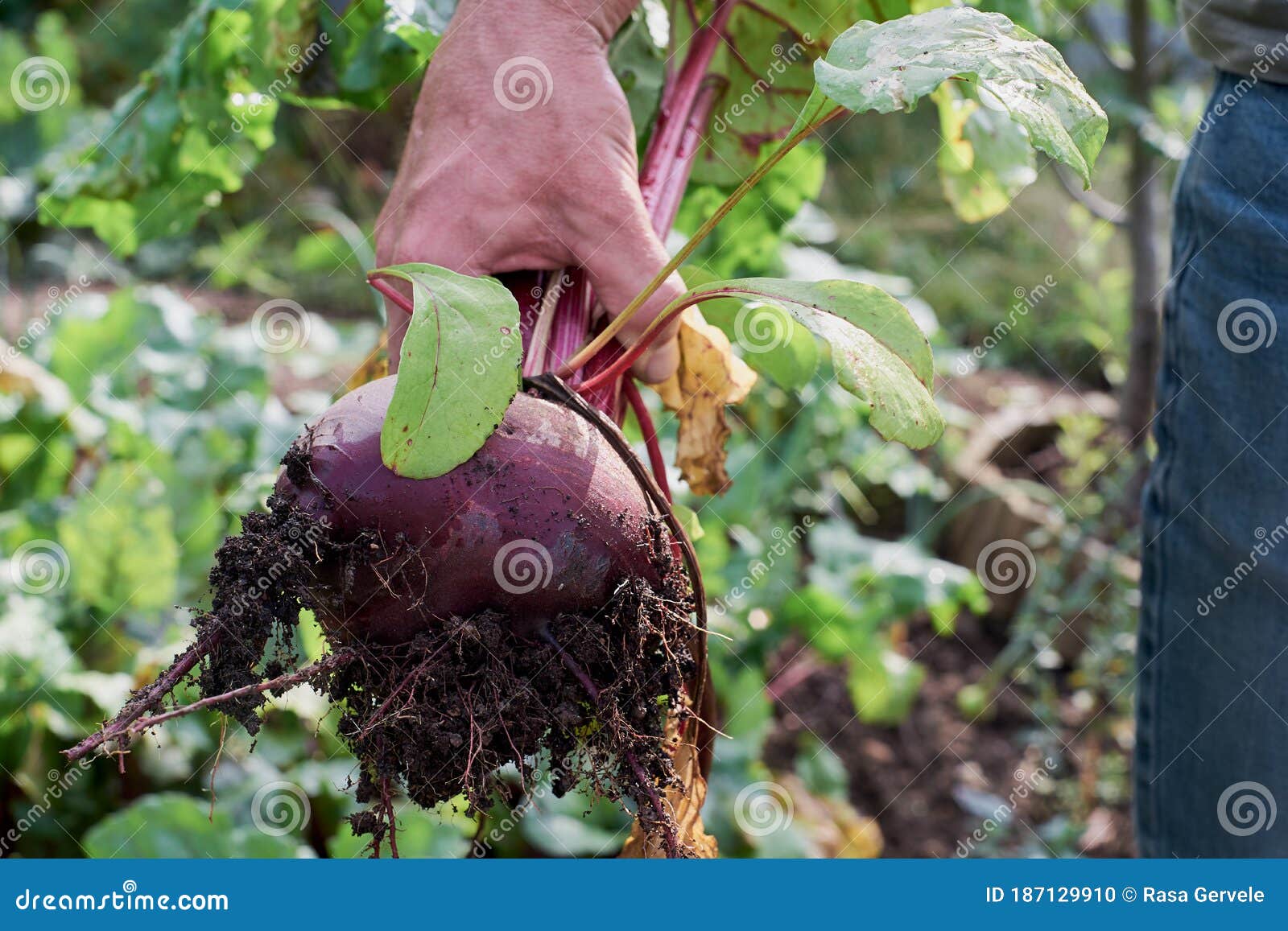 Man Holding Freshly Picked Beetroot. Blurred Background Stock Photo ...