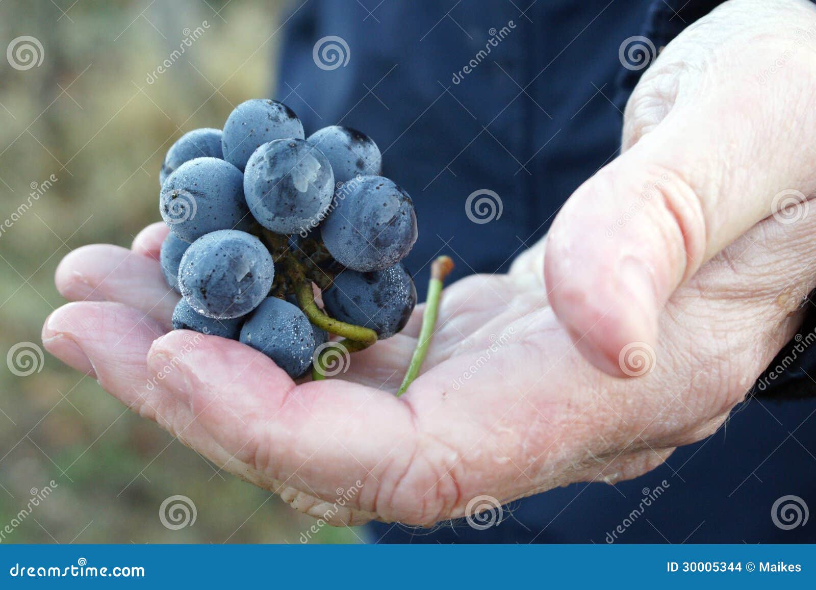 Hand Holding Freshly Picked Winery Grapes Stock Photo - Image of bunch ...