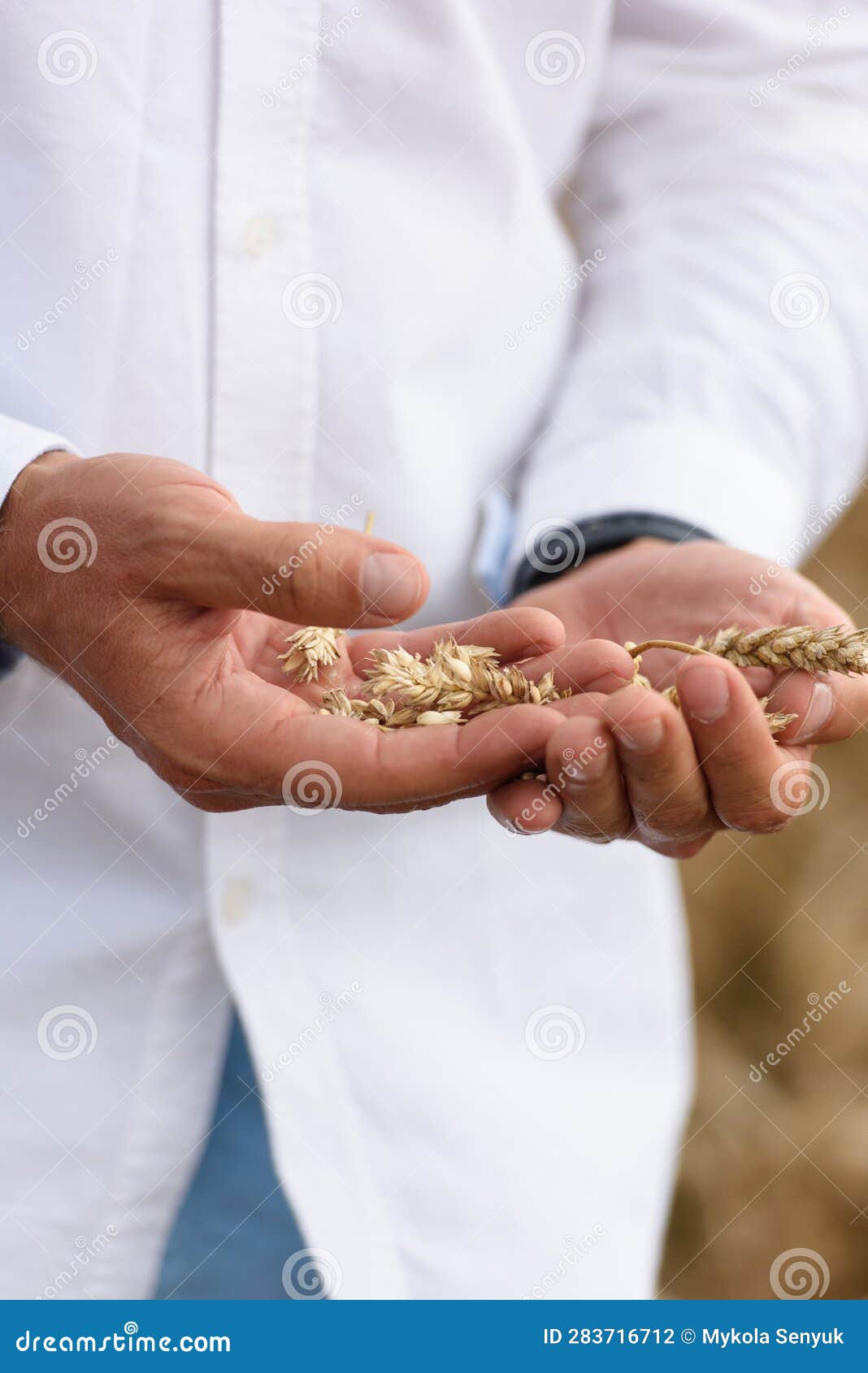 Man Holding Grains of Malt in Hands. Field on a Background Stock Photo ...