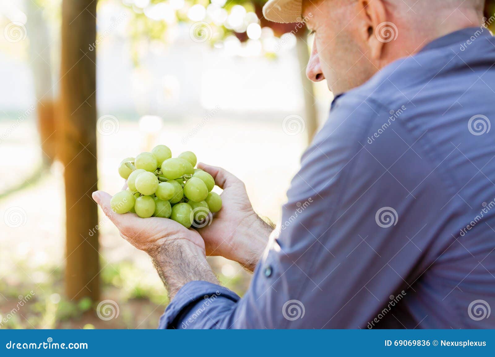 Man Holding Grapes in the Vineyard Stock Photo - Image of landscape ...
