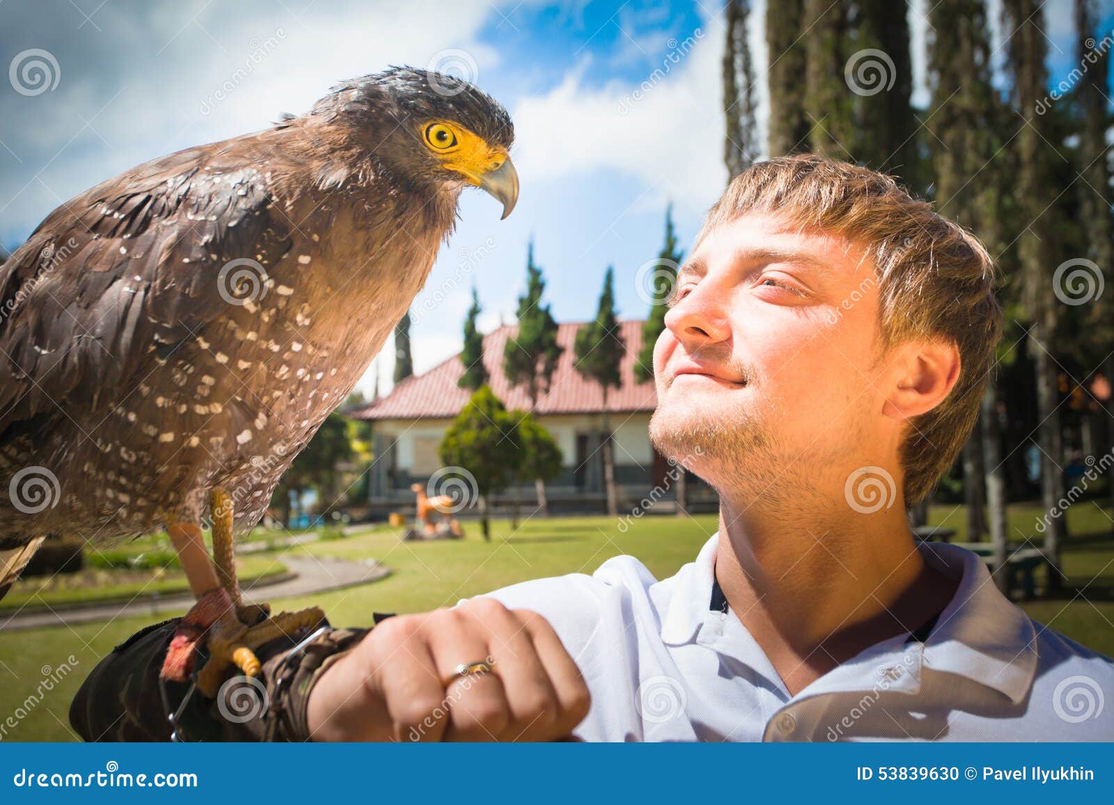 Man Holding on a Hand of Beautiful Eagle Stock Photo - Image of nature ...