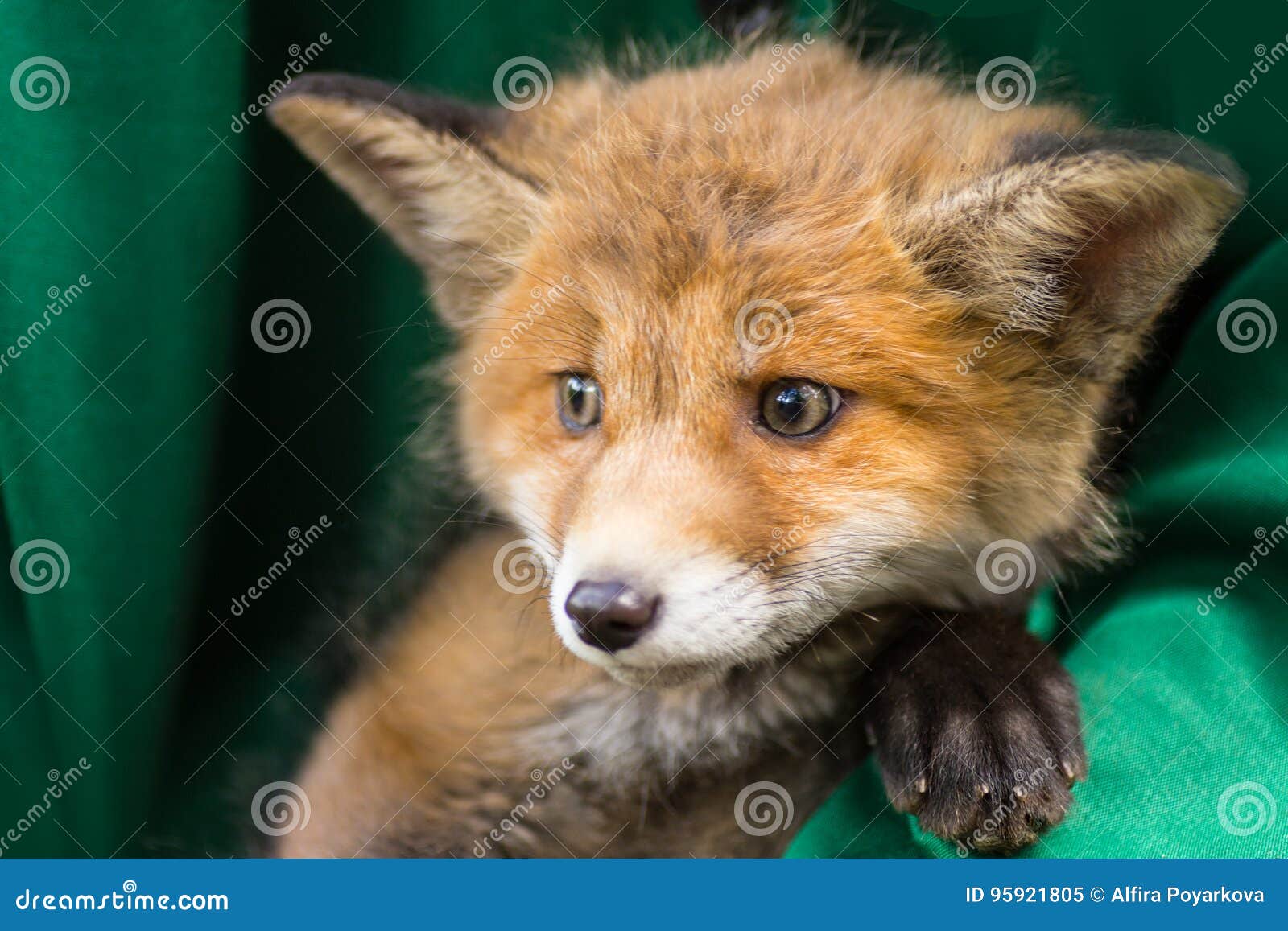 A Man Holding a Little Red Fox. Stock Image - Image of wildlife, fluffy ...