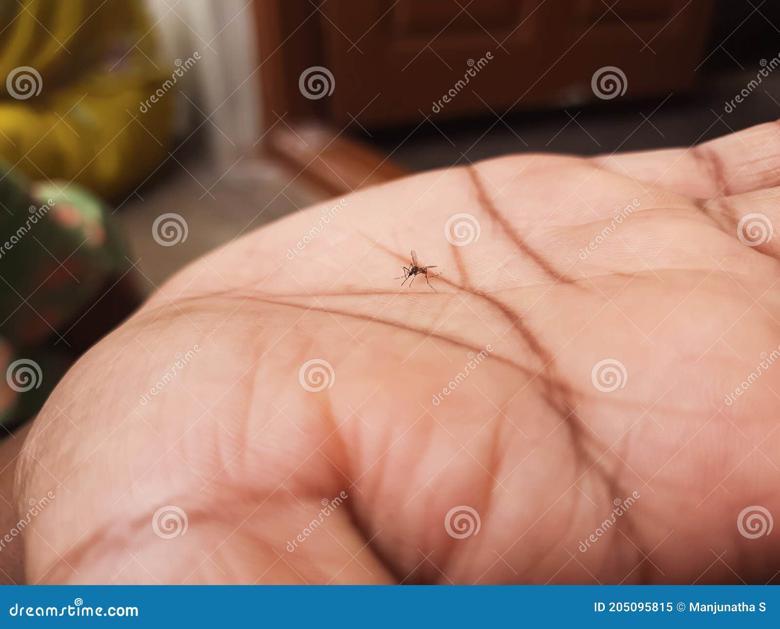 Man Holding Mosquito in a Hand and on the Top of the Hand Sitting Stock ...