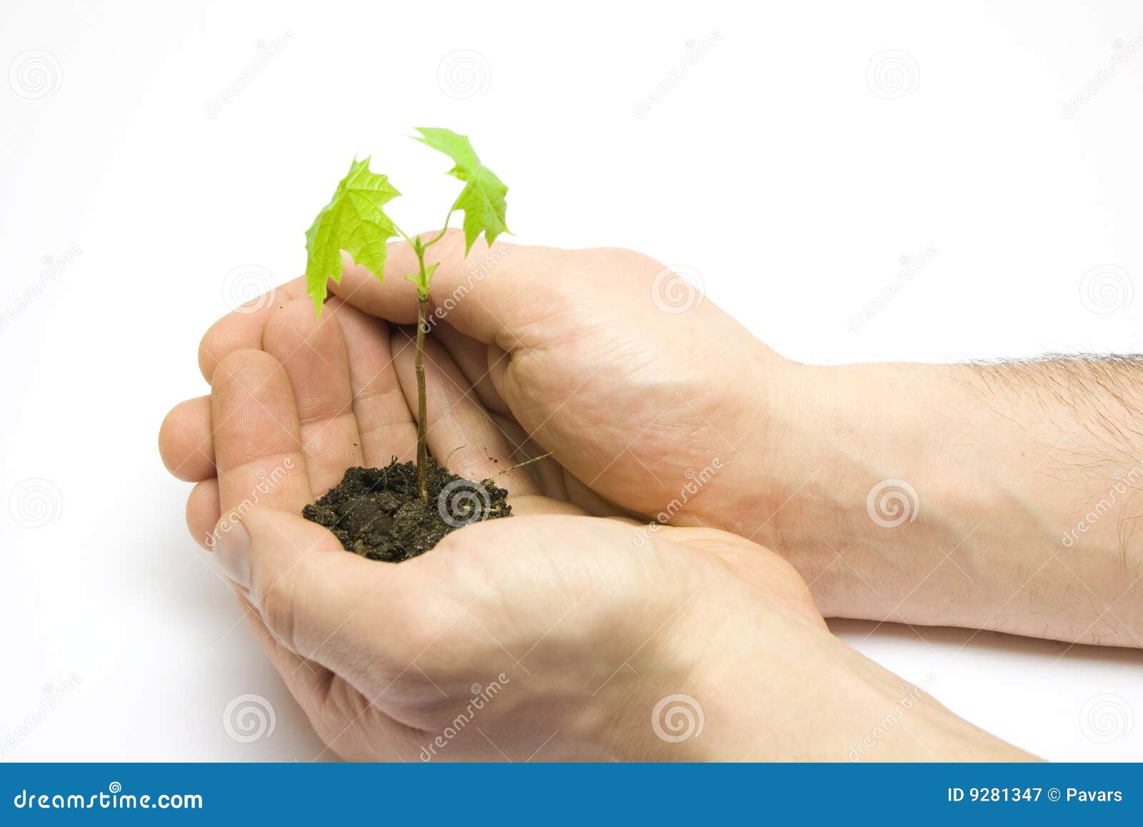 Man Holding a New Maple Tree Stock Image - Image of growing, botany ...