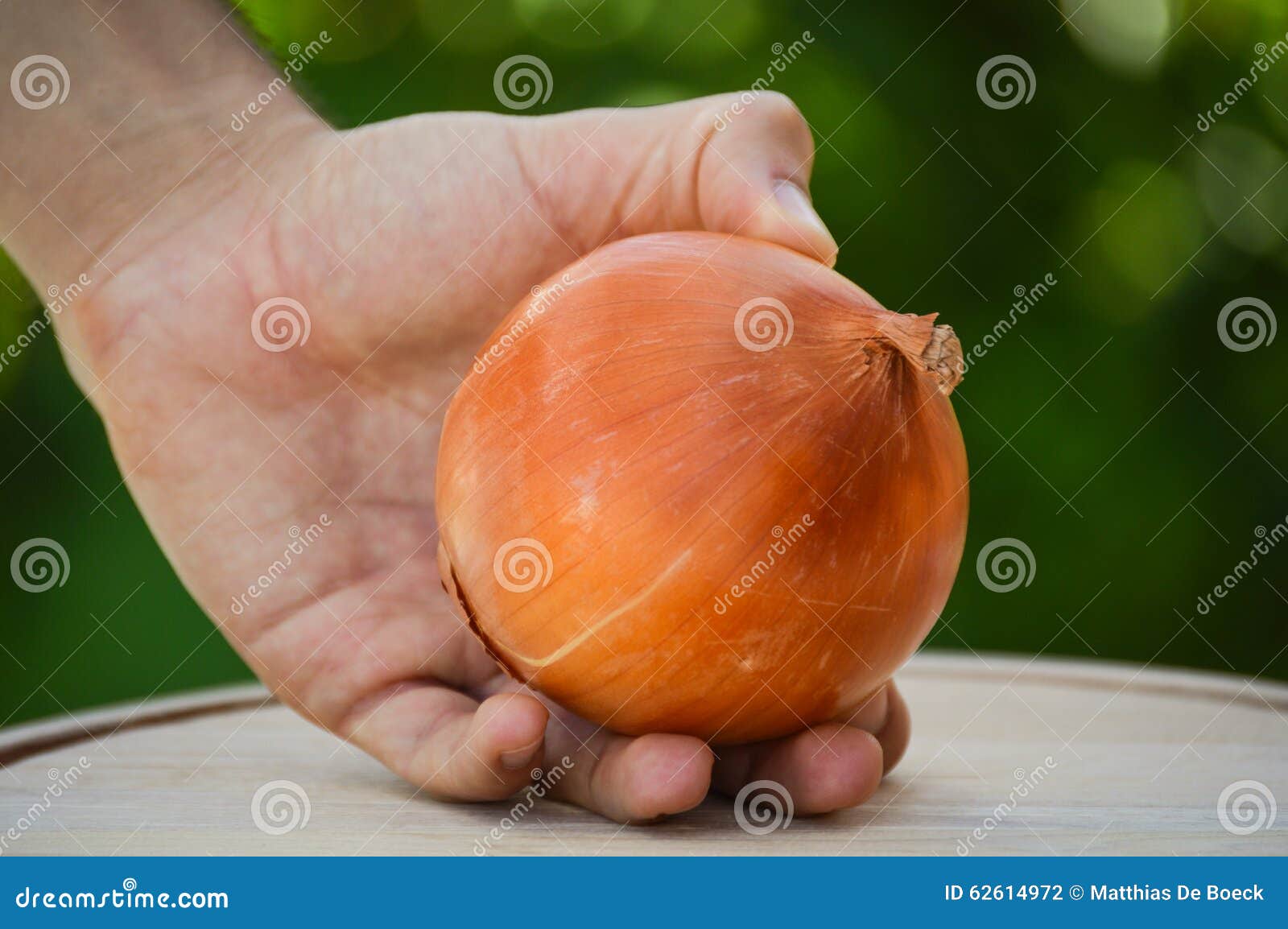 Man holding an onion stock photo. Image of hand, vegetable - 62614972