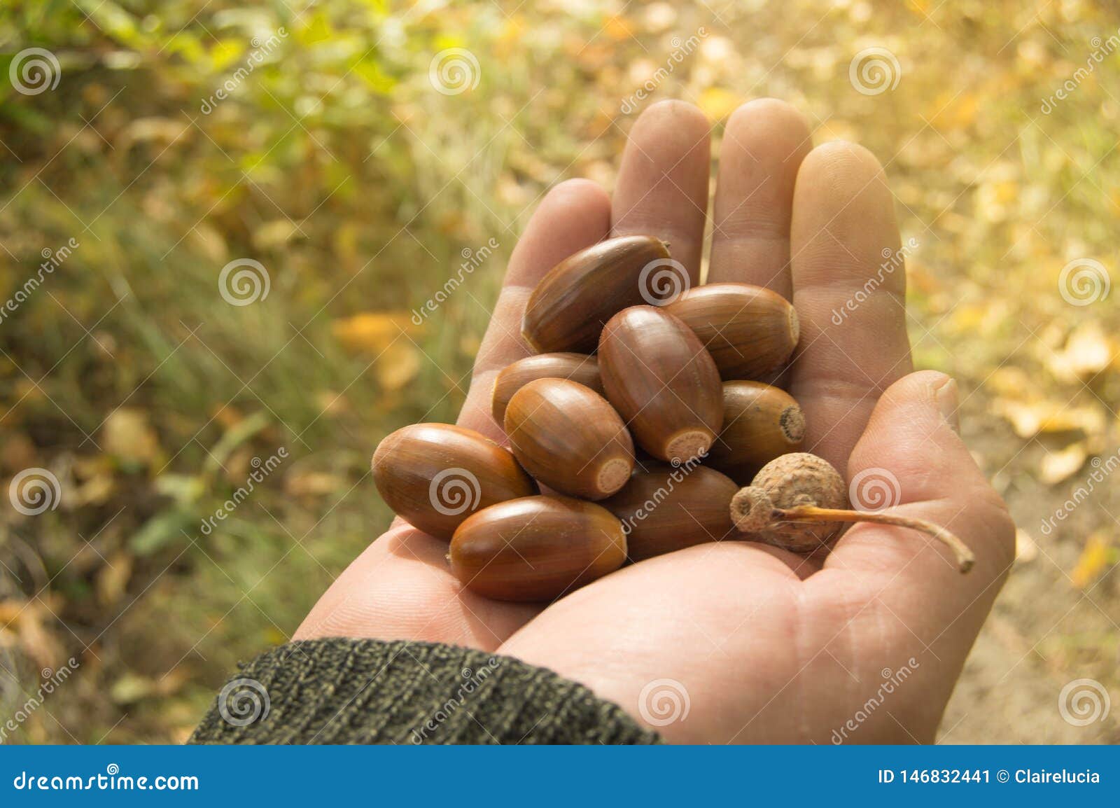 Man Holding in the Palm of Acorns that Have Fallen from Oak in the ...
