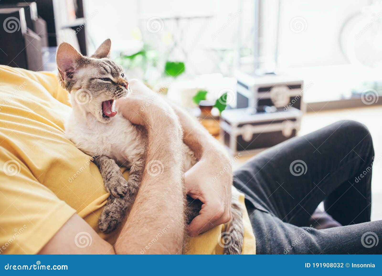 Man is Holding and Petting His Cat, Selective Focus Stock Photo - Image ...