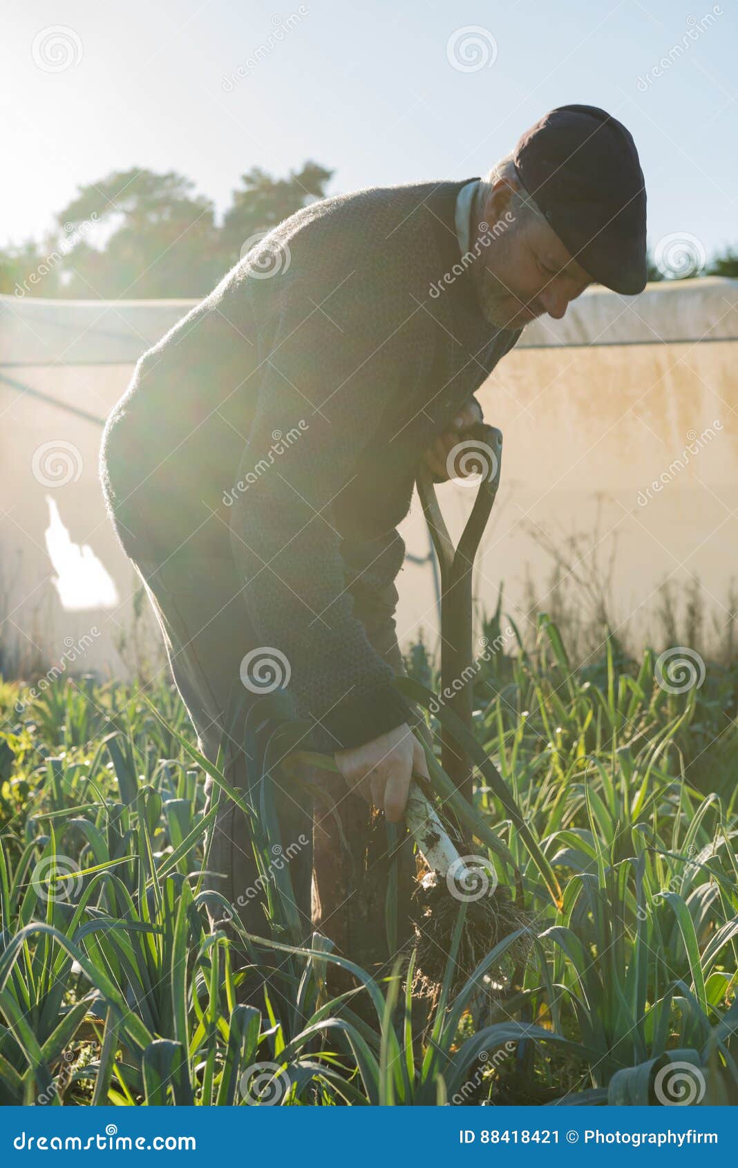 Man Holding Pitchfork while Pulling Leek from Ground Stock Image ...