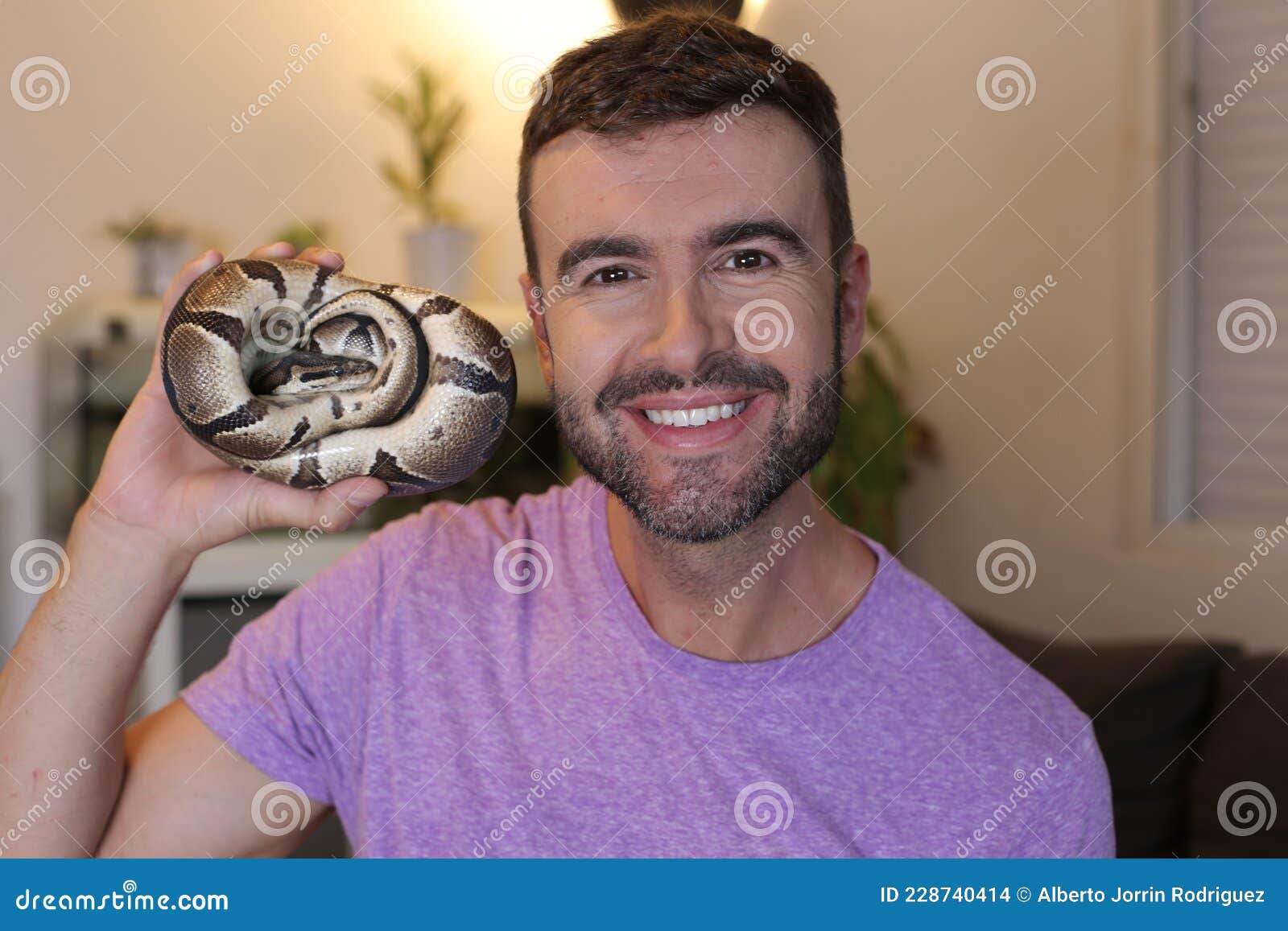 Man Holding `python Regius` or `ball Python` Stock Photo - Image of ...