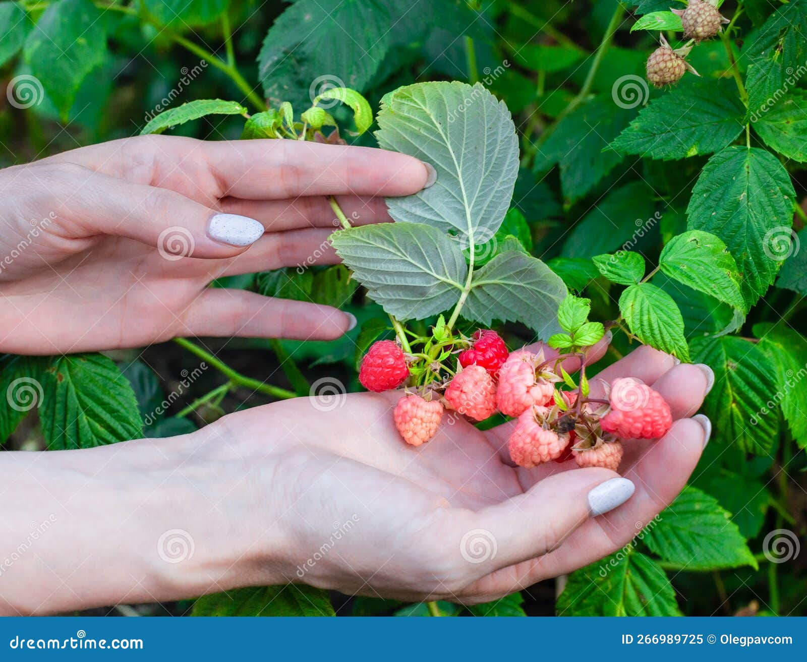 Man Holding a Raspberry in His Hand Stock Image - Image of food, woman ...