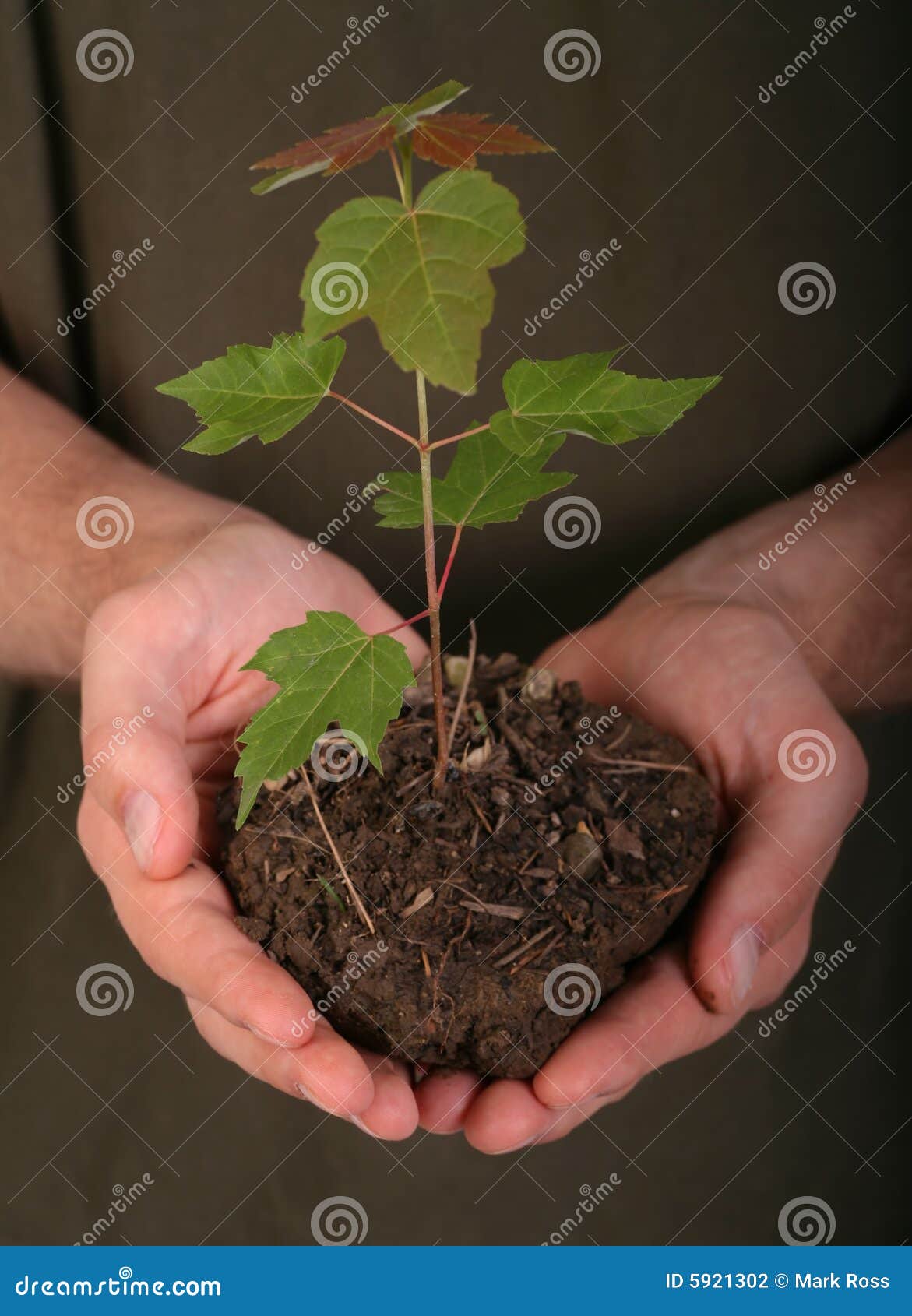 Maple Tree Seedling