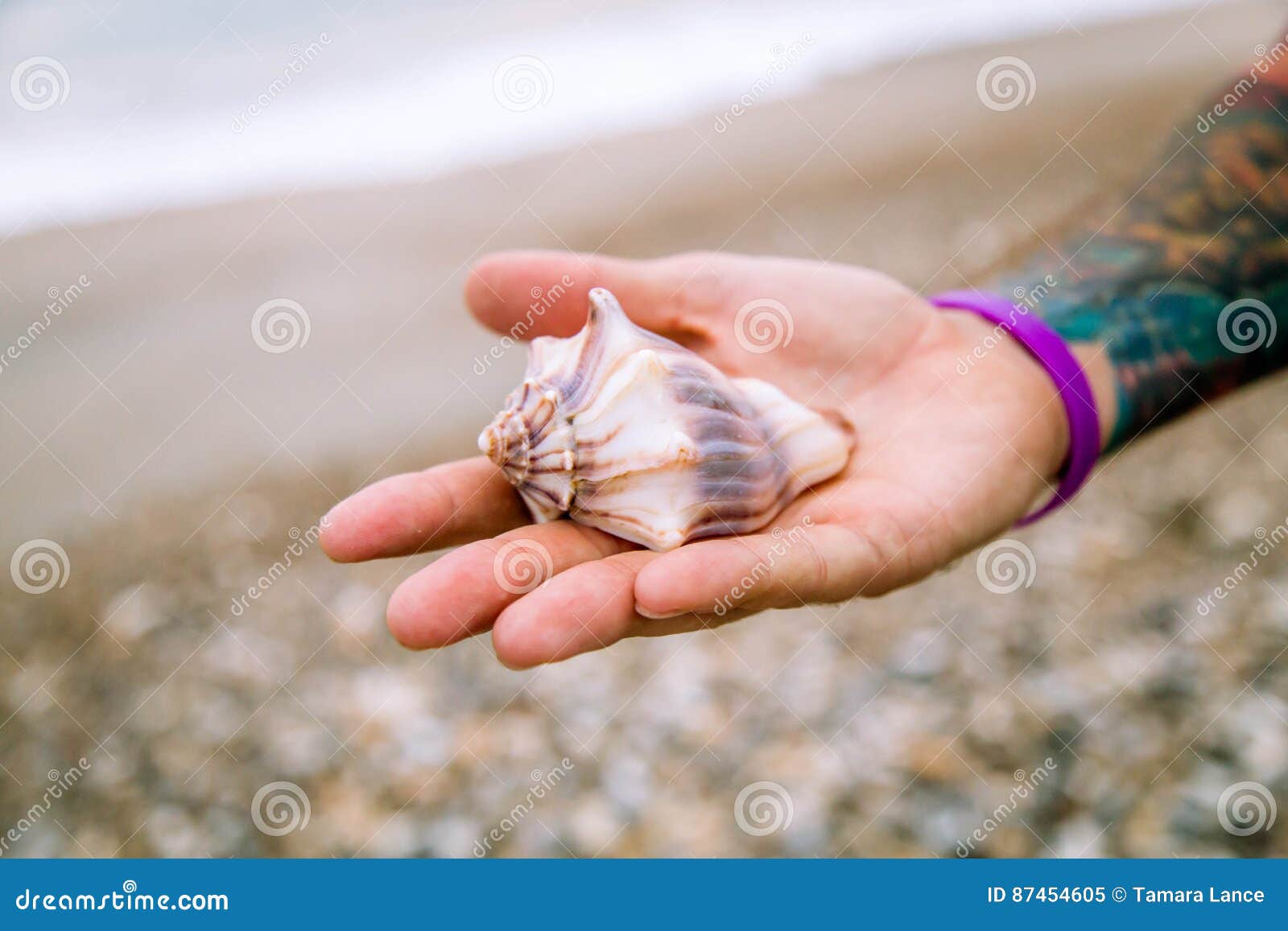 Man Holding Shell stock image. Image of tropical, travel - 87454605