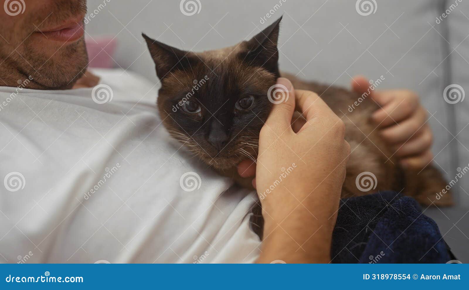 Man Holding a Siamese Cat Lovingly in a Cozy Indoor Setting Stock Photo ...