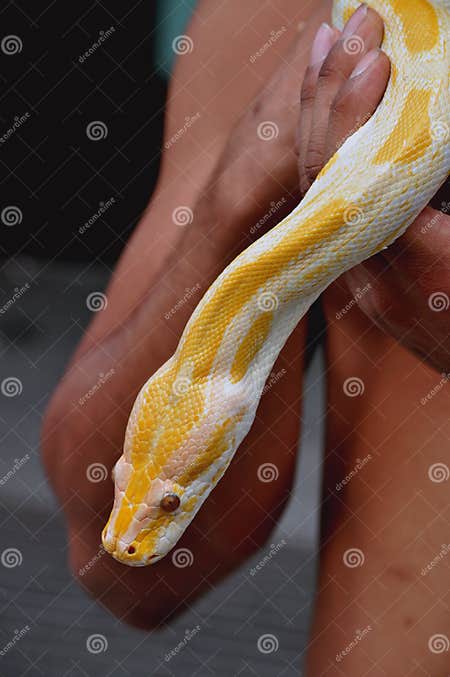 Man holding a snake stock photo. Image of courage, reptile - 15519498