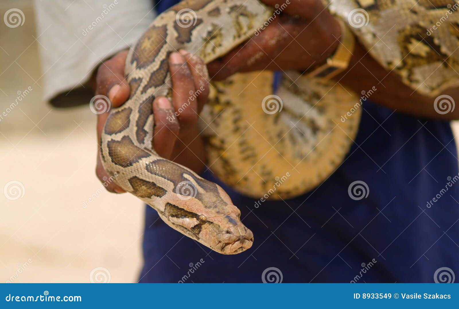 Man holding snake stock image. Image of behaviour, predator - 8933549