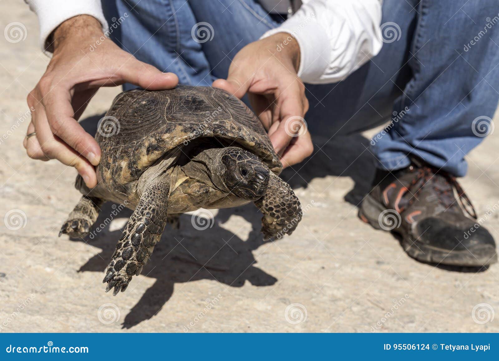 A Man is Holding a Tortoise in His Hands Stock Photo - Image of ...