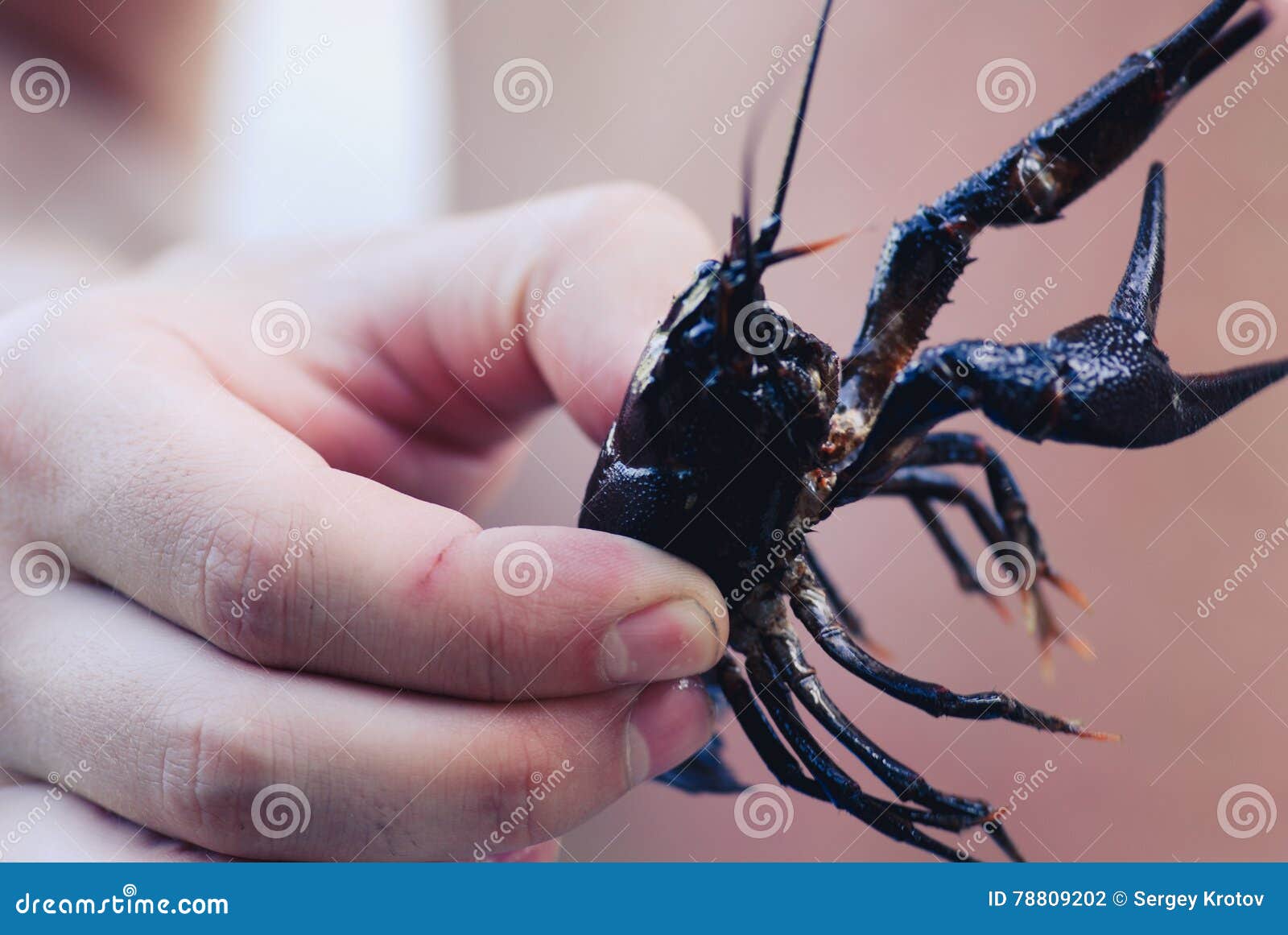 Man Holding Wild Signal Crayfish in Hand Stock Photo - Image of ...