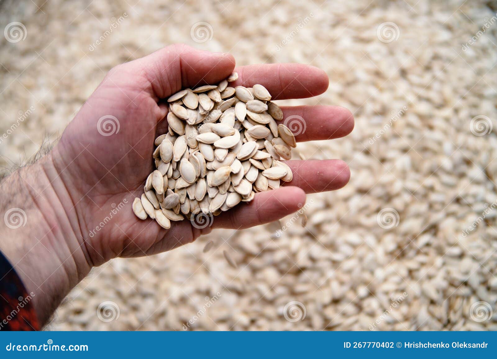 Man Holding Zucchini Seeds in His Hand Stock Photo - Image of close ...