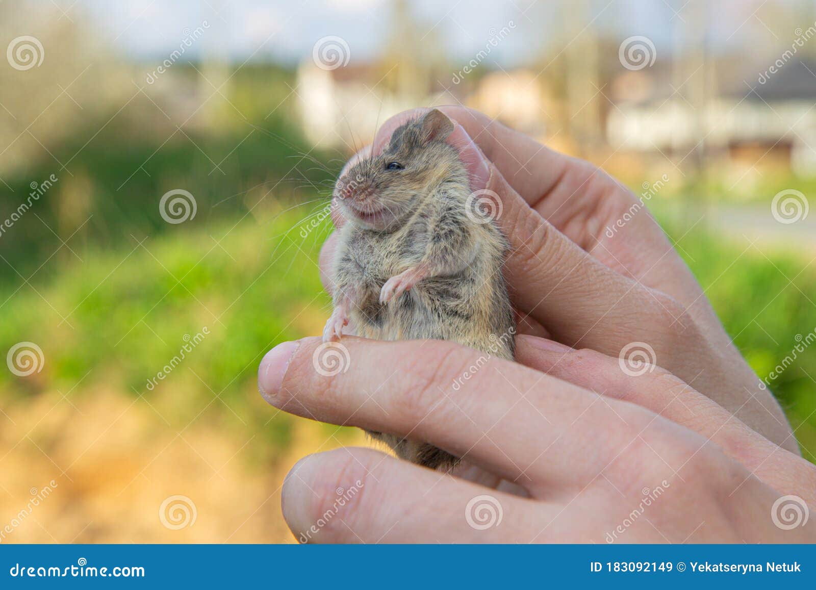 Man Holds a Caught Field Mouse in His Hands. Little Scared Rodent in ...