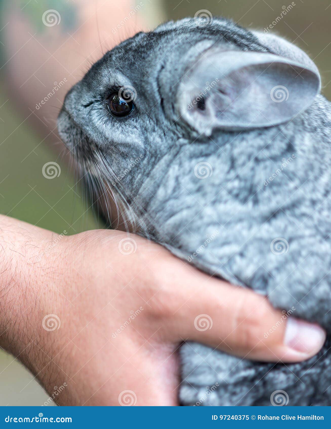 Man Holds a Chinchilla in Hands Stock Image - Image of fluffy, help ...