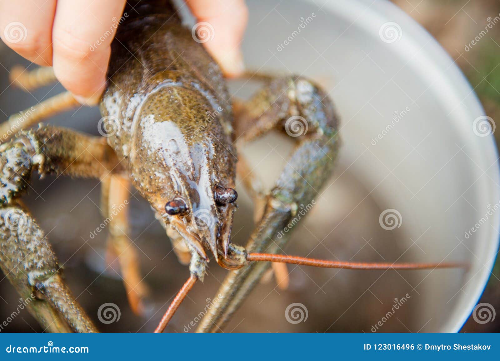 Man Holds a Crayfish in His Hand Stock Photo - Image of hand ...