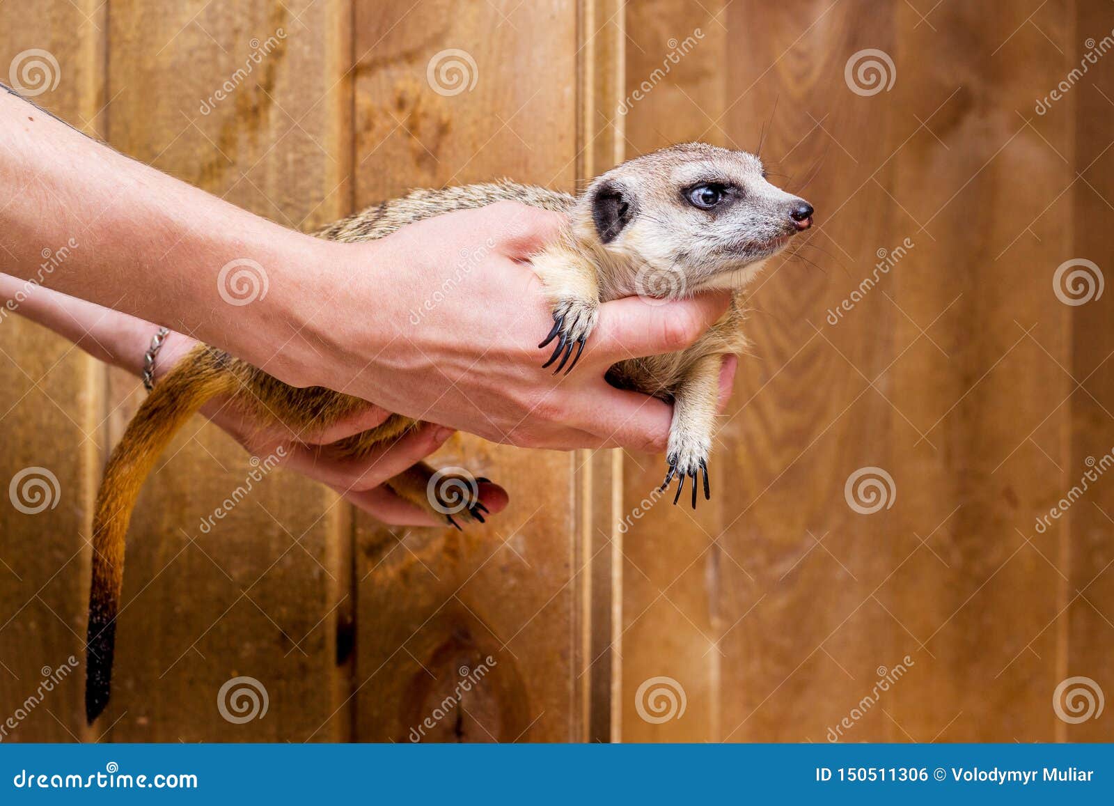 A Man Holds in the Hands of a Meerkat_ Stock Photo - Image of face ...