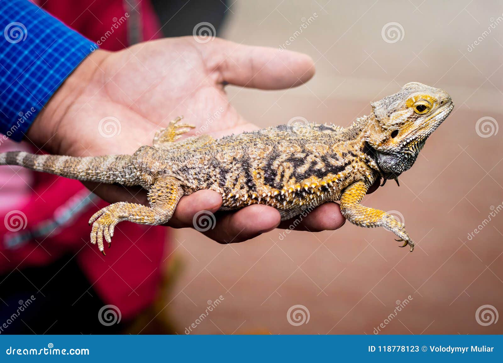 Man Holds in His Hand a Lizard with Yellow and Black Stripes_ Stock ...