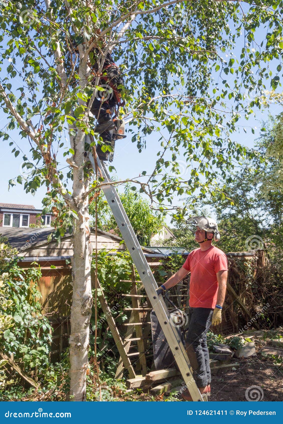 Holding Ladder for Tree Surgeon Stock Image - Image of harness ...