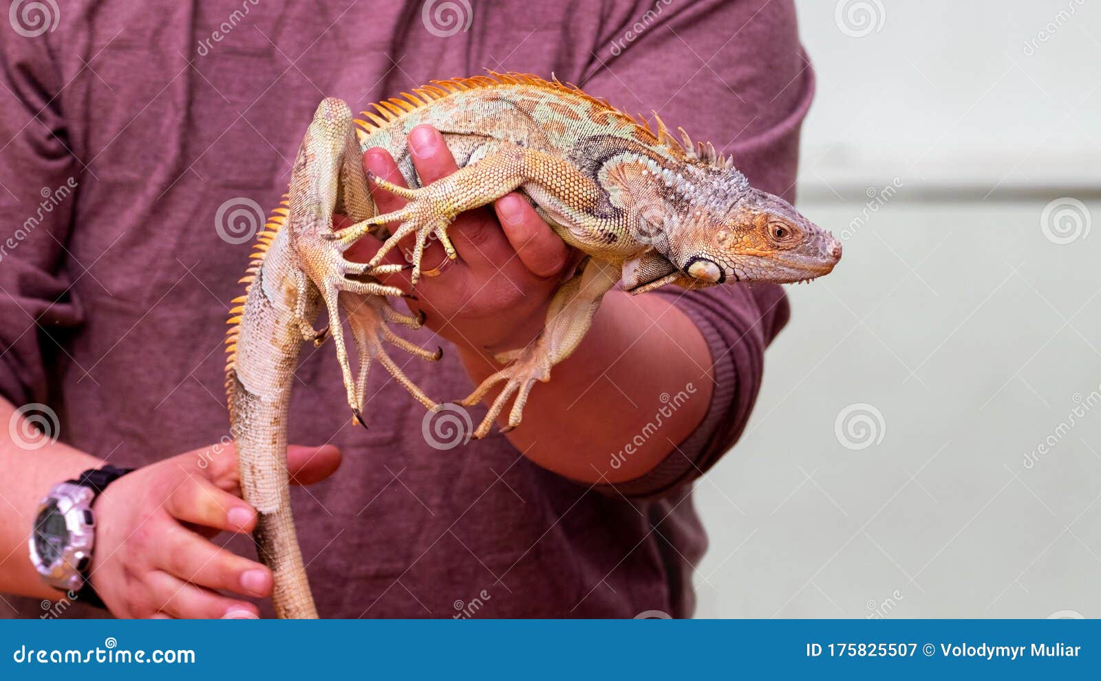 A Man Holds a Lizard Iguana in His Hand_ Stock Image - Image of closeup ...