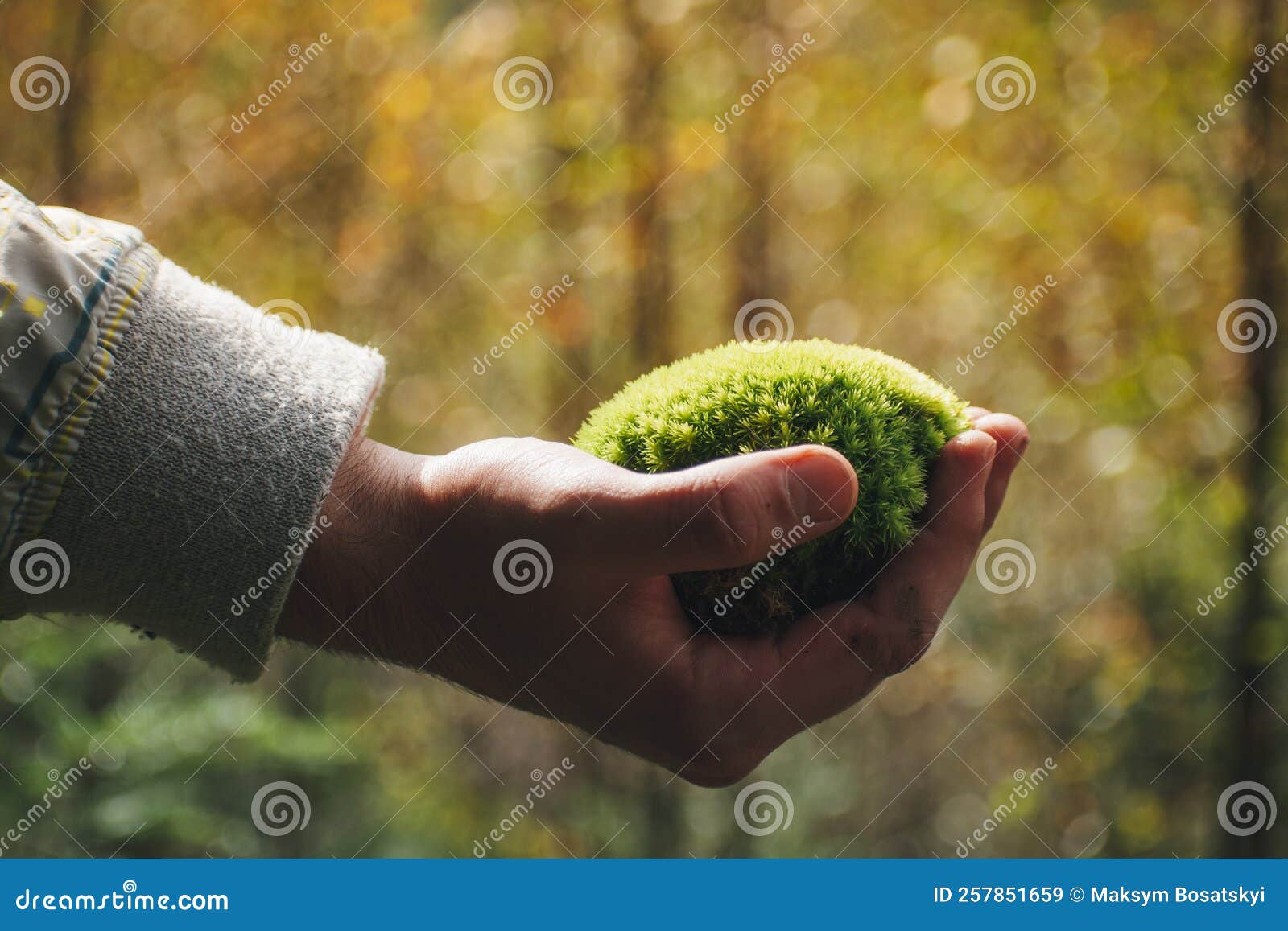 A Man Holds Moss in His Hand Stock Image - Image of downy, holding ...