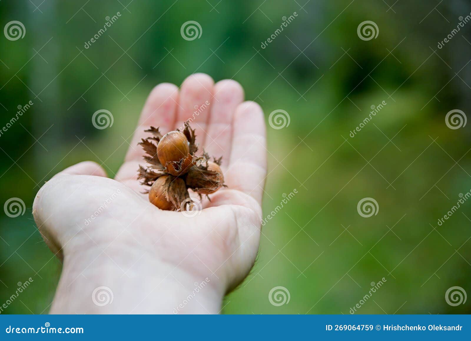 Man Holds in the Palm of the Hand Hazelnuts Stock Image - Image of ...
