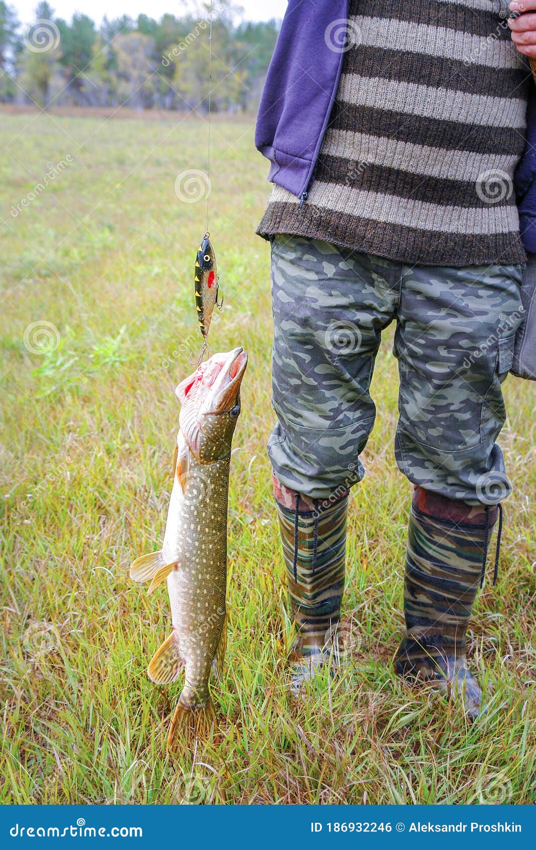 Man Holds a Pike Caught on Bait Stock Photo - Image of holding, hunting ...