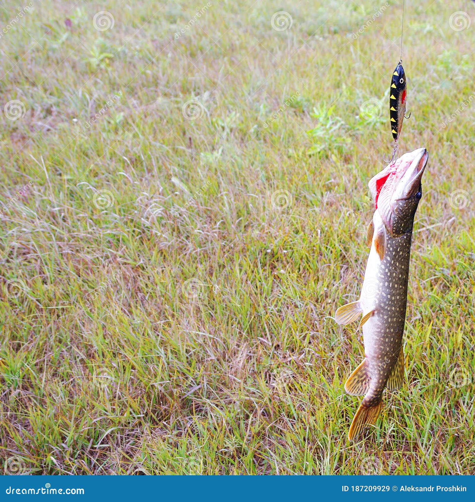 Man Holds a Pike Caught on Bait Stock Image - Image of lure, nature ...