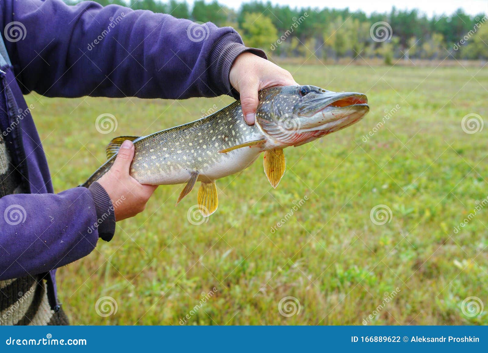 A Man Holds a River Pike in His Hands Stock Photo - Image of luck ...